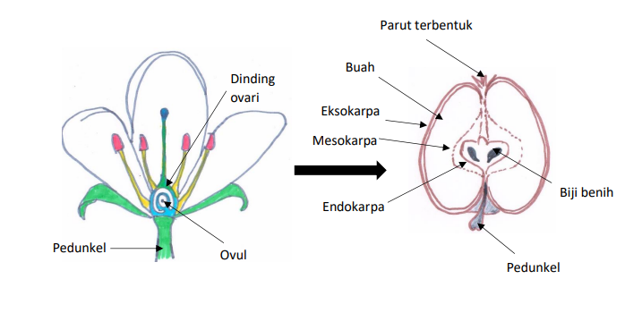 Nota & Latihan Biologi KSSM Tingkatan 5 Bab 6.4 - WeAcademia [2024]
