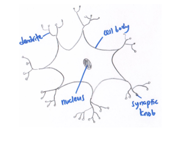 Nota & Latihan Biology KSSM Form 4 Chapter 12.3 - WeAcademia [2024]
